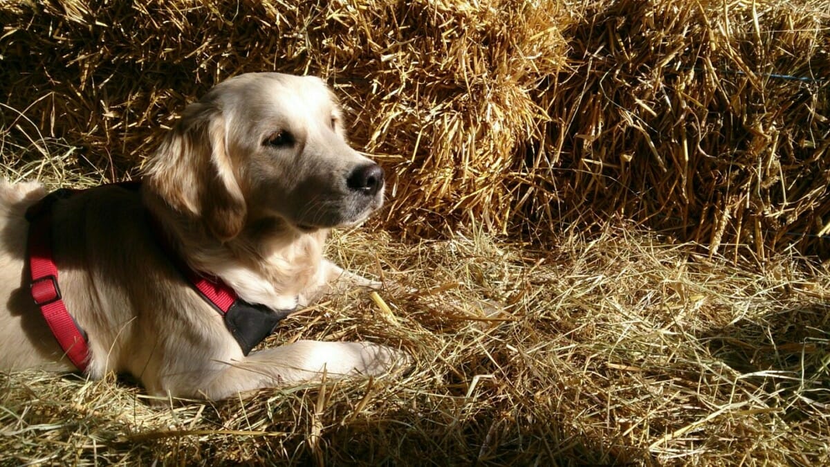 Team & Tiere • Tiere hautnah | Begegnungshof Regina Eisl