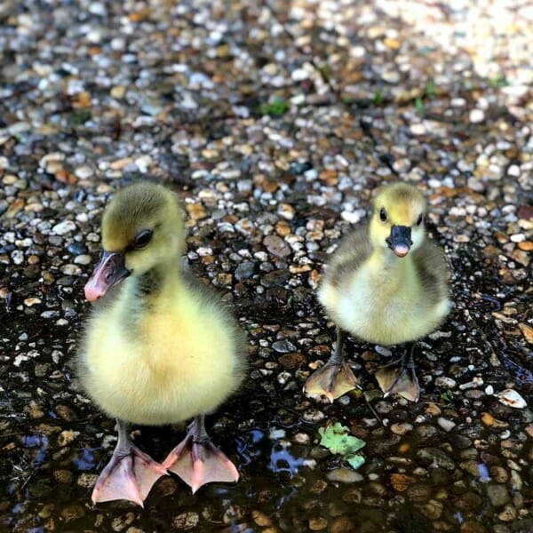 Team & Tiere • Tiere hautnah | Begegnungshof Regina Eisl