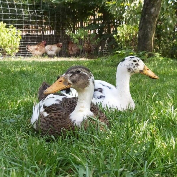 Team & Tiere • Tiere hautnah | Begegnungshof Regina Eisl