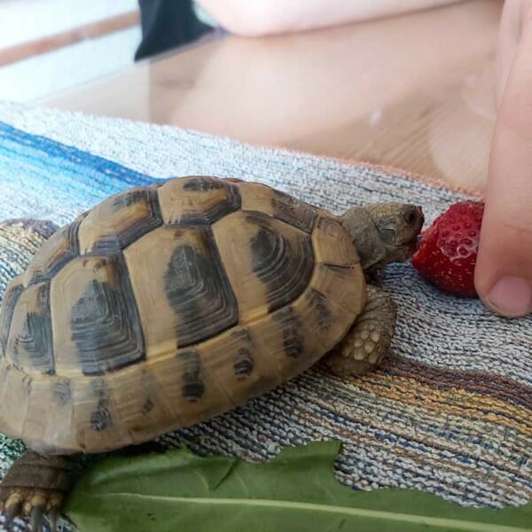 Team & Tiere • Tiere hautnah | Begegnungshof Regina Eisl